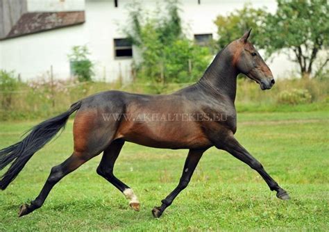 Manzare Darya