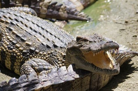 Premium Photo Close Up Of A Crocodies