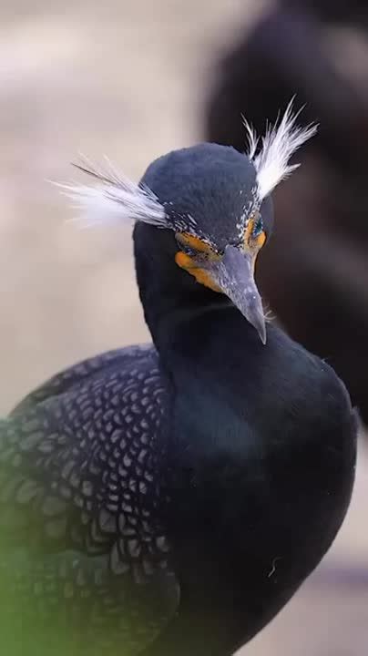 Wow Andi Martin Guise