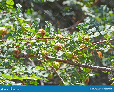 The Fruits Of Rosa Xanthina Lindl Stock Image Image Of Circular