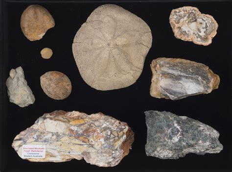 Mineralised Fossils Examples At Steve Stults Blog