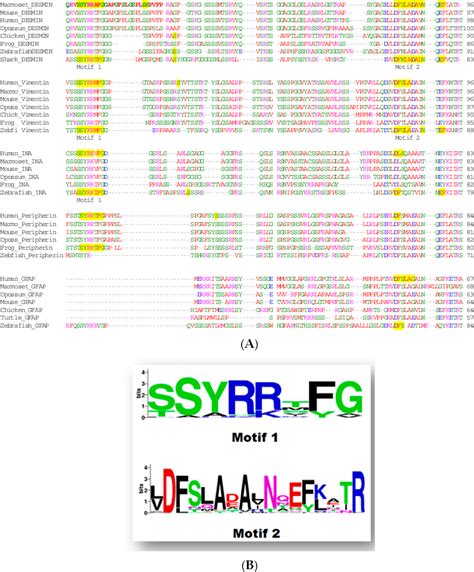 Figure 2 From Are The Head And Tail Domains Of Intermediate Filaments