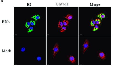 The Interaction Between Classical Swine Fever Virus Csfv E2 And