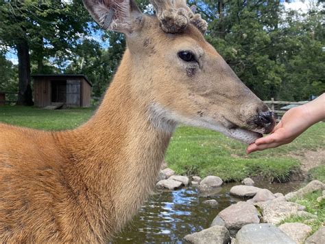 White Tailed Deer Zoochat