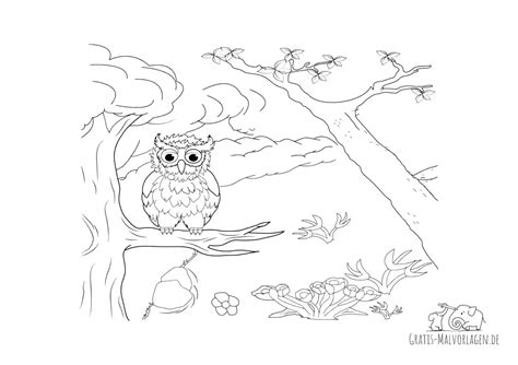 Eule Auf Ast Zeichnung