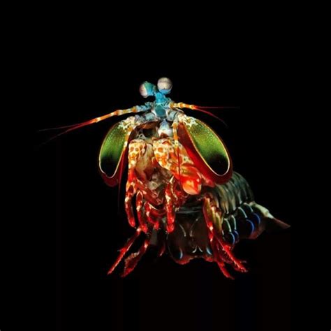 Rainbow Mantis Shrimp Shrimps Geemarine