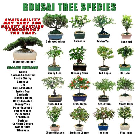 19 Types Of Bonsai Tree Species To Grow