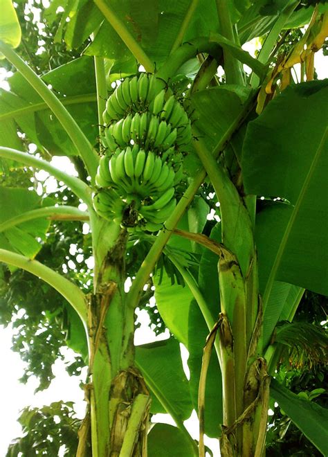 Download Enjoy The Beautiful Views Of A Banana Tree