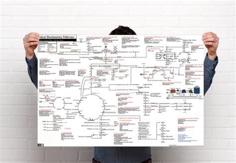 Myusmle Medical Biochemistry Pathways Poster 48 X 36 Inches Non