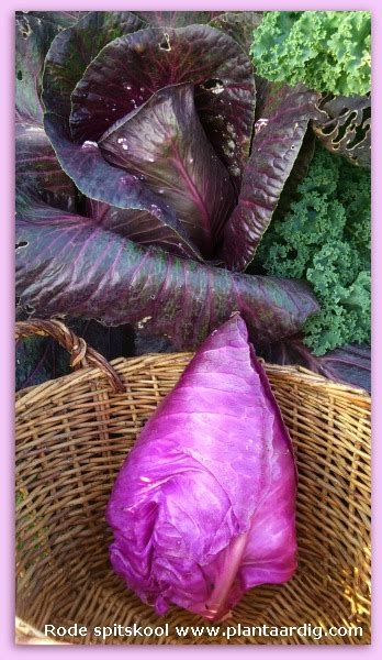 Rode Spitskool Is Vooral Een Spitskool En Minder Een Rode Sluit Kool Groenteninfo