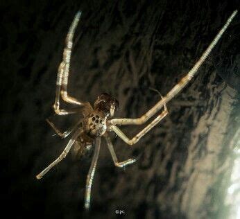 Giant Spider On Wall