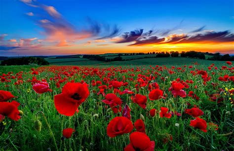 Poppy Field Wallpaper Poppy Field Photos Download The Best Free Poppy