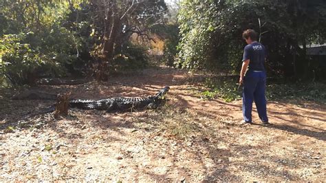 Naughty Crocadile Youtube