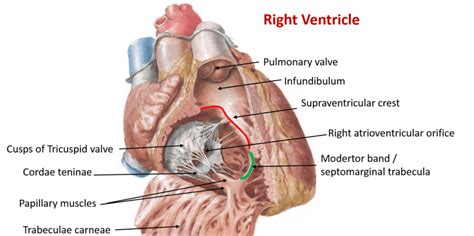Heart Internal Features Veins Opening Into Right Atrium Tetrology
