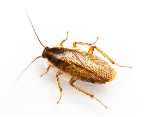 Premium Photo Cockroaches Top View On A White Background
