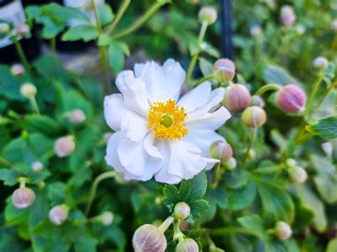 Anemone Hybrida Fantasy Rapunzel Wholesale Nursery Nurseries In Melbourne Sydney And Brisbane