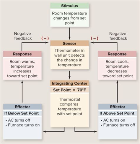 Biol 1407 Chapter 34 Maintaining Homeostasis Flashcards Quizlet
