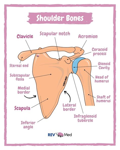 Shoulder Bone Anatomy Clavicle Acromion Scapula Grepmed