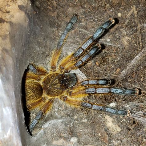 Blue Knee Baboon Tarantula