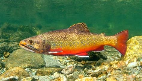 Brook Trout Alchetron The Free Social Encyclopedia
