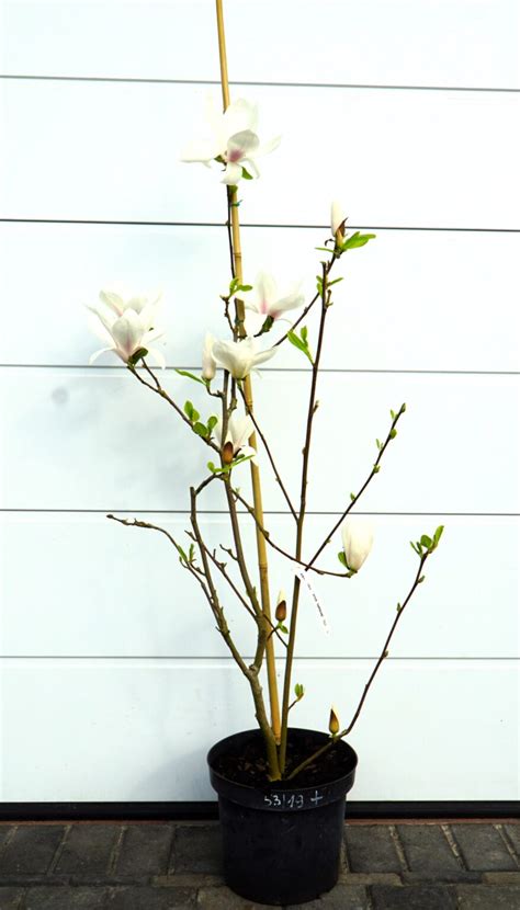Magnolia Alba Superba Magnolia Alba Superba Ogrodowyokazy Pl