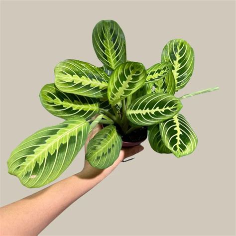 Live Lemon Lime Prayer Plant Maranta Leuconeura Houseplant
