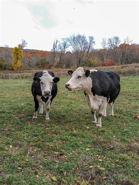 Cows Safe Haven Farm Sanctuary