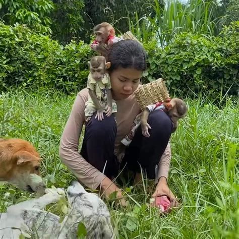 Cute Monkey On Reels Facebook