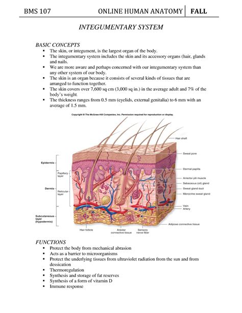 Ch 5 Integumentary System Anatomy Integumentary System Basic