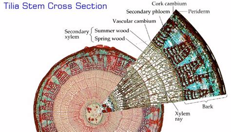 Tilia Stem Cross Section Plant Tissue Biology Teacher Stem