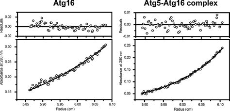 Sedimentation Equilibrium Profiles For Atg16 And The Atg5 ⅐ Atg16
