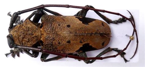 Cerambycoidea Forum Kenya Phryneta Leprosa