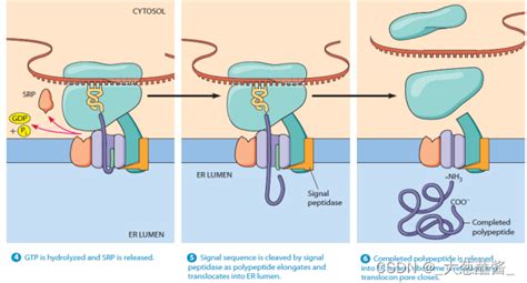 细胞生物学 6 蛋白质分选与膜泡运输srp细胞生物学 Csdn博客