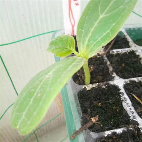 Ildi Tomate 5 Samen P 137 Etsyde