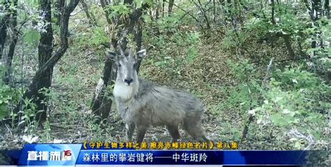【守护生物多样之美 擦亮赤峰绿色名片】（八）森林里的攀岩健将——中华斑羚运动民生赤峰