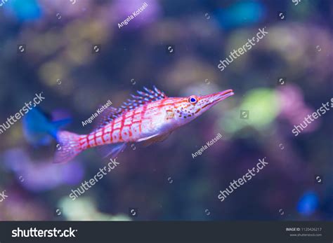 1078 Imágenes De Fish Long Nose Imágenes Fotos Y Vectores De Stock
