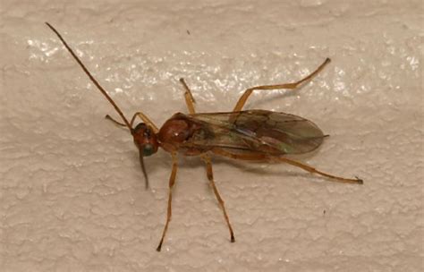 Tiny Red Bug Eyed Wasp The Backyard Arthropod Project