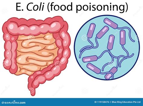 A Vector Of E Coli Bacteria Royalty Free Illustration Cartoondealer