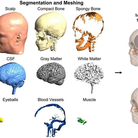 electric field modeling pipeline we created 195 individual head models download scientific