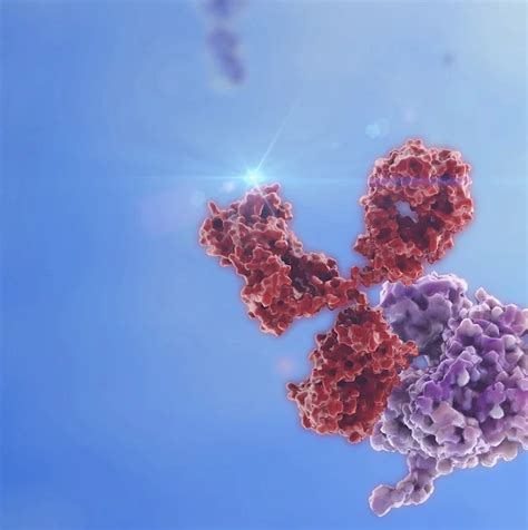 Geno Hgitrhfoxp3 模型资源 基锘威 Genoway