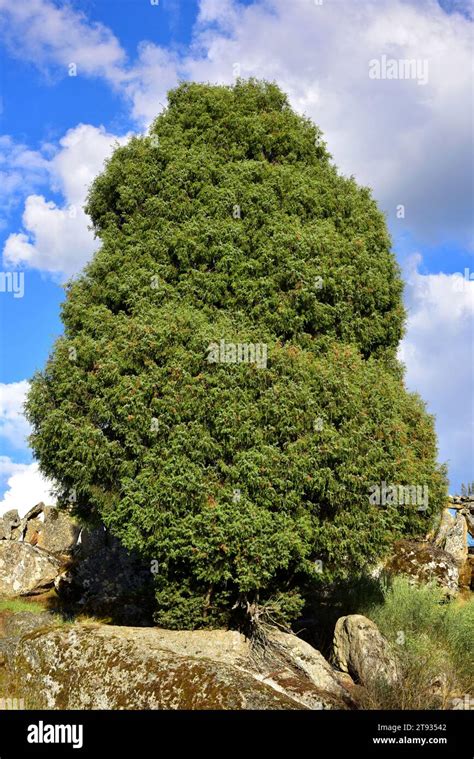 Cade Juniper Or Prickly Juniper Juniperus Oxycedrus Is A Shrub Or Small Tree Native To
