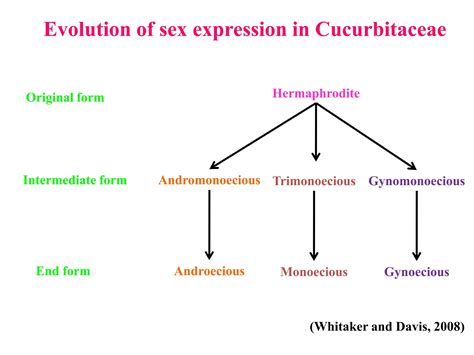 Ppt On Sex Expression In Cucurbits Agriglance