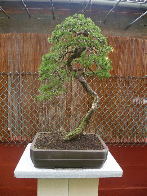 Beial Evoluciónpino Sylvestris
