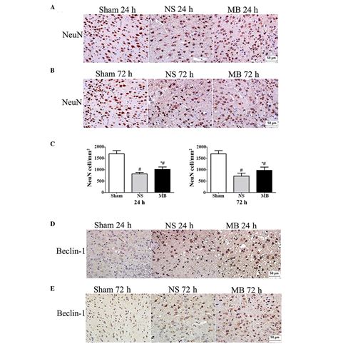 Molecular Medicine Reports