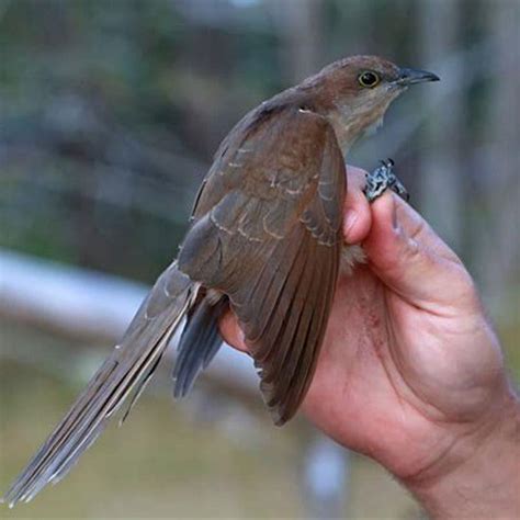 What Is Special About The Cuckoo Bird Diy Seattle