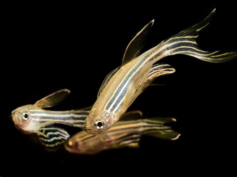 The Swell Guide To Danios Help Guides