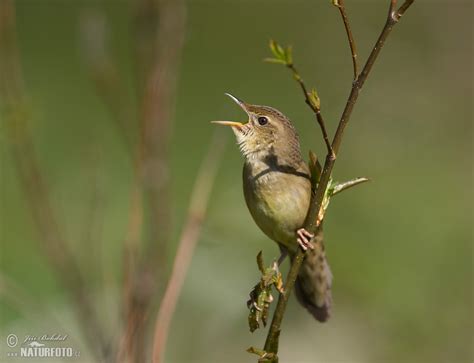 Common Grasshopper Warbler Photos Common Grasshopper Warbler Images