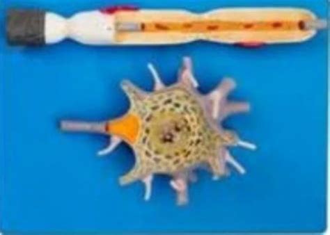 Neuron Model At ₹ 3000 Piece Panchkula Id 2856265324262