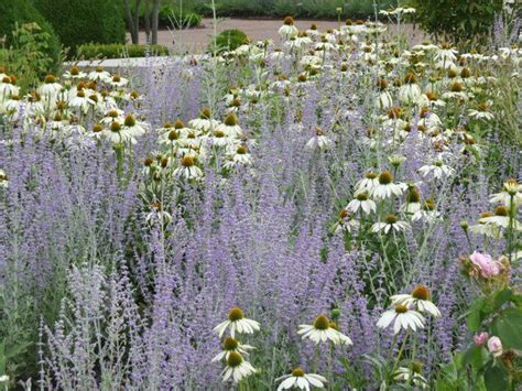 Hasse Wester Nordfjell Echinacea Prairie Garden Garden Design Dry