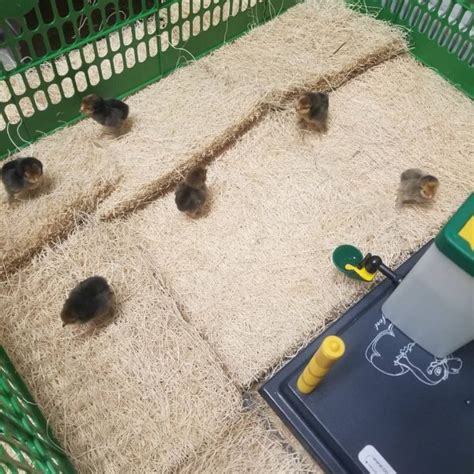 Chick Brooder Pen Enclosure Partition Panels Green My Favorite Chicken